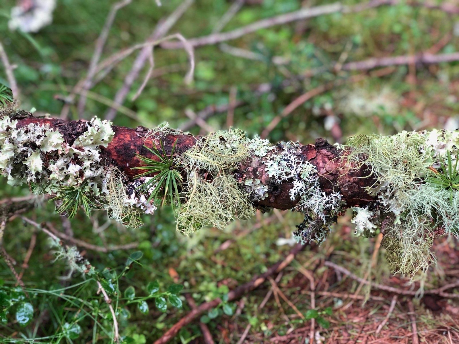 Kielder Forest 44th Birthday Overnight Camping - Geordie Jimny Blog